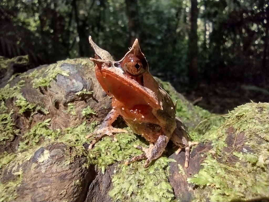 Long-nosed Horned Frog from Tembeling, Pahang, Malaysia on June 5, 2023 ...