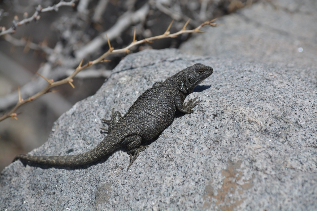 Shiny Smooth-throated Lizard from Viña del Mar, Valparaíso, Chile on ...