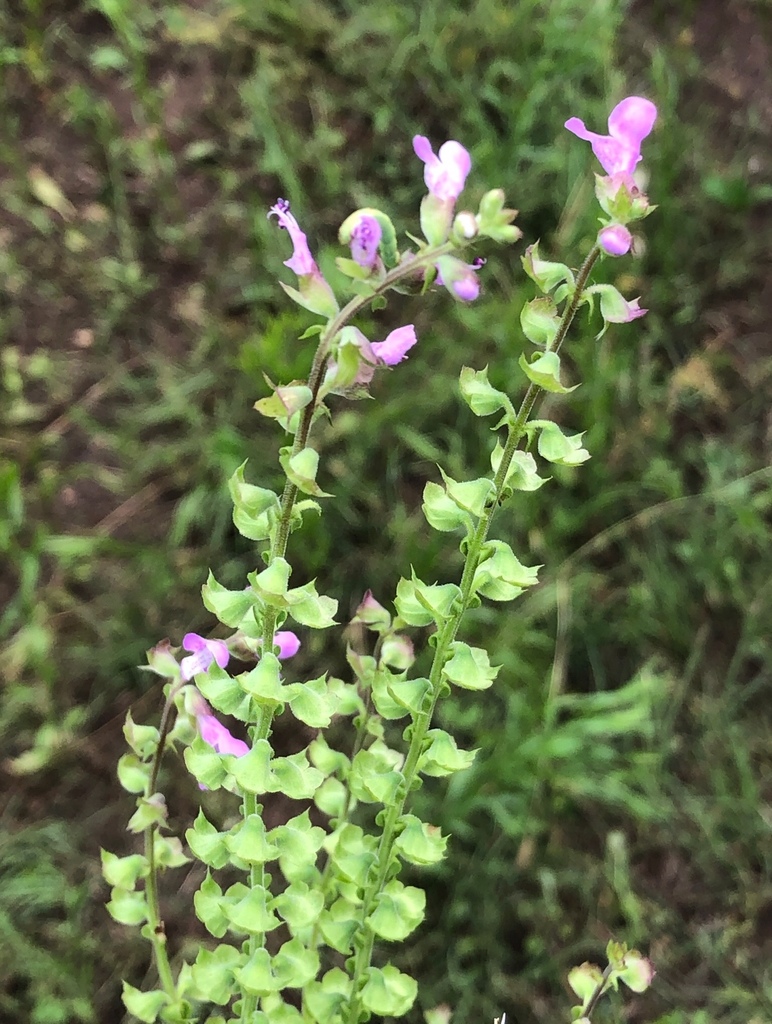 Prairie brazoria from County Road 1109B, Rio Vista, TX, US on May 21 ...