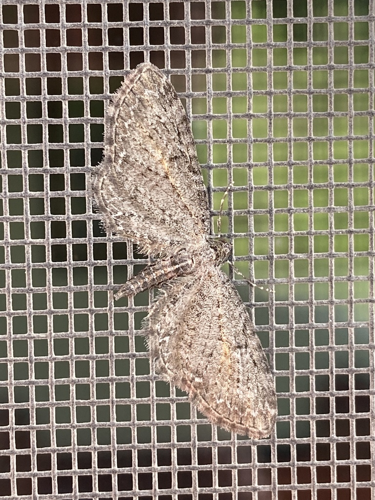 Pug Moths from N Colorado Ave, Buena Vista, CO, US on June 5, 2023 at ...