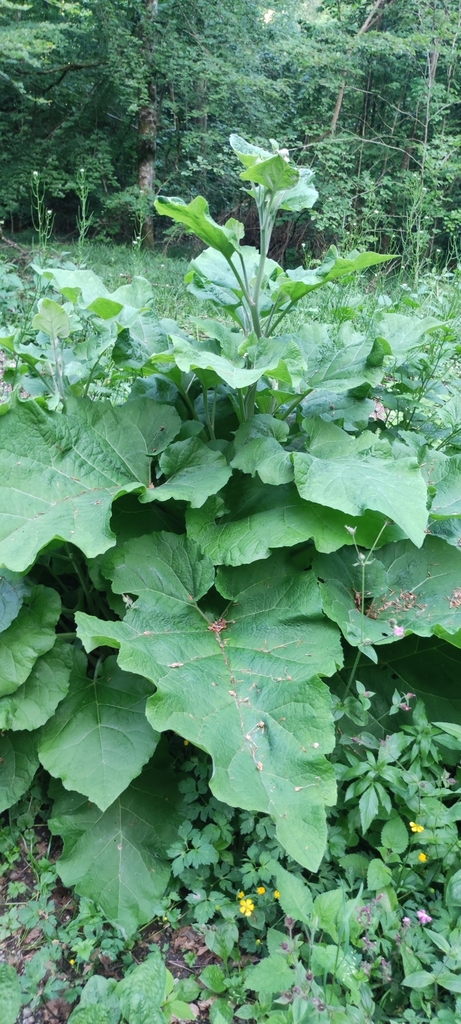 greater burdock from Am Hallersberg on May 28, 2023 at 06:57 PM by ...