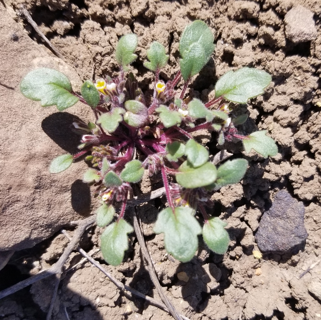 DeBeque Phacelia from De Beque, CO 81630, USA on May 12, 2023 at 10:55 ...