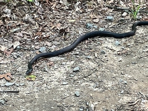 Eastern/Gray Ratsnake Complex from Pisgah Forest, NC 28768, USA by ...