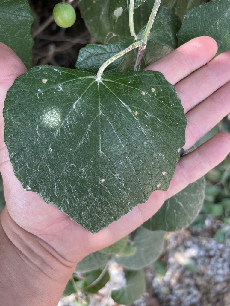 mustang grape from Hanover Dr, Providence Village, TX, US on June 5 ...