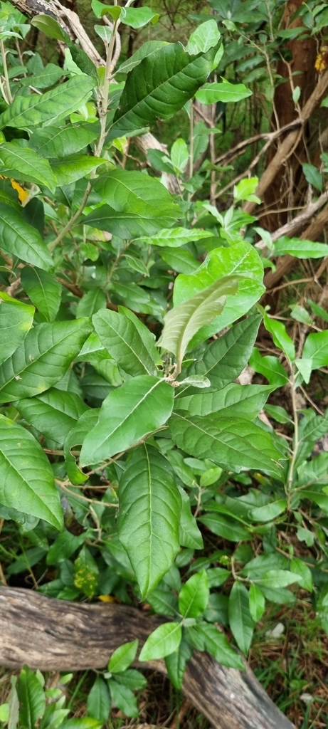 musk daisy-bush from Harkaway VIC 3806, Australia on June 06, 2023 at ...