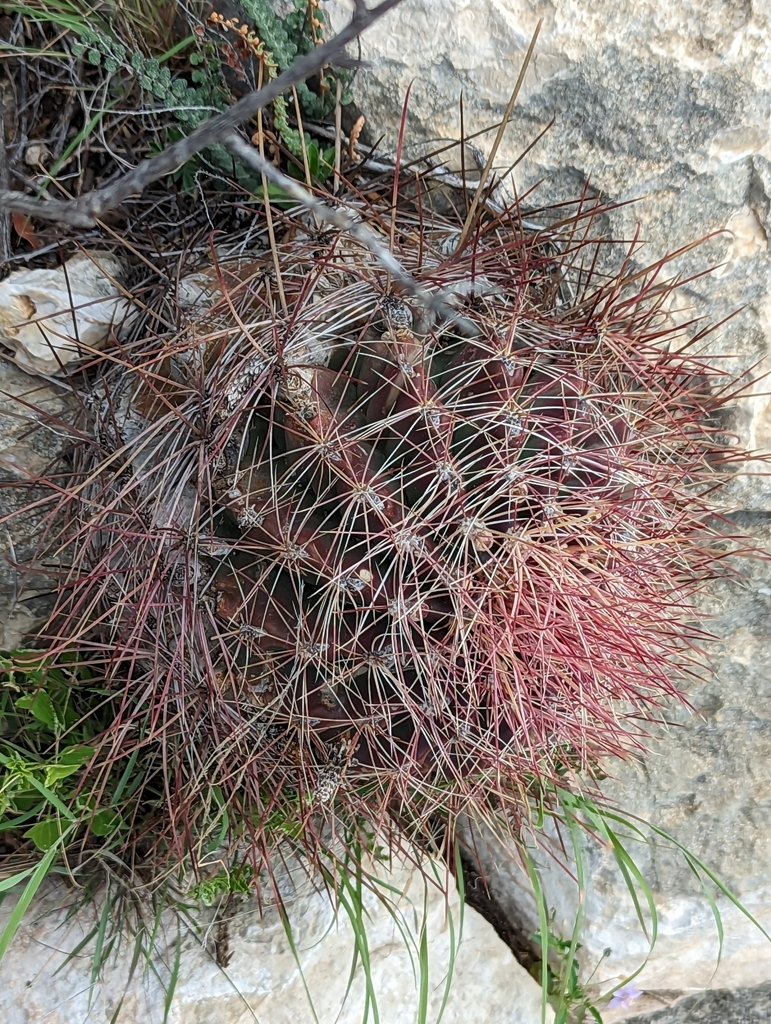 Turk's Head from Sanderson, TX 79848, USA on June 5, 2023 at 09:50 AM ...