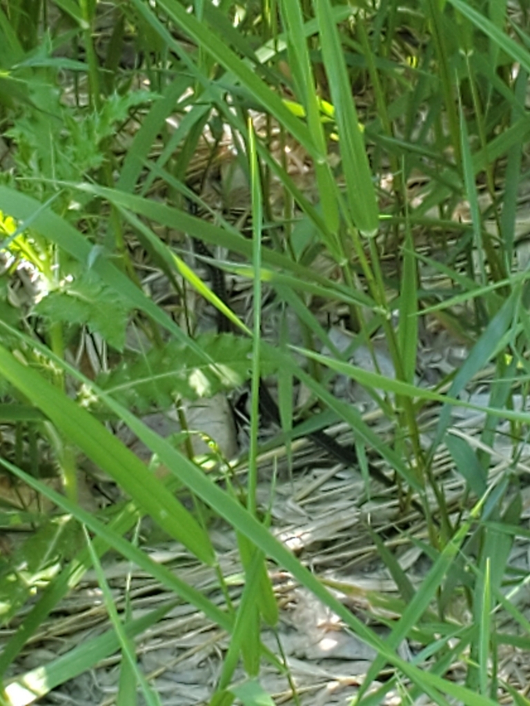 Wandering Garter Snake from Bottom Wood Lake at Powley, Lake Country ...