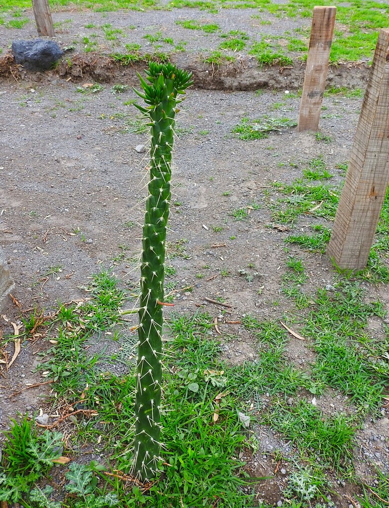 Eve's Needle Cactus from 75180 Aljojuca, Puebla, Mexico on May 30, 2023 ...
