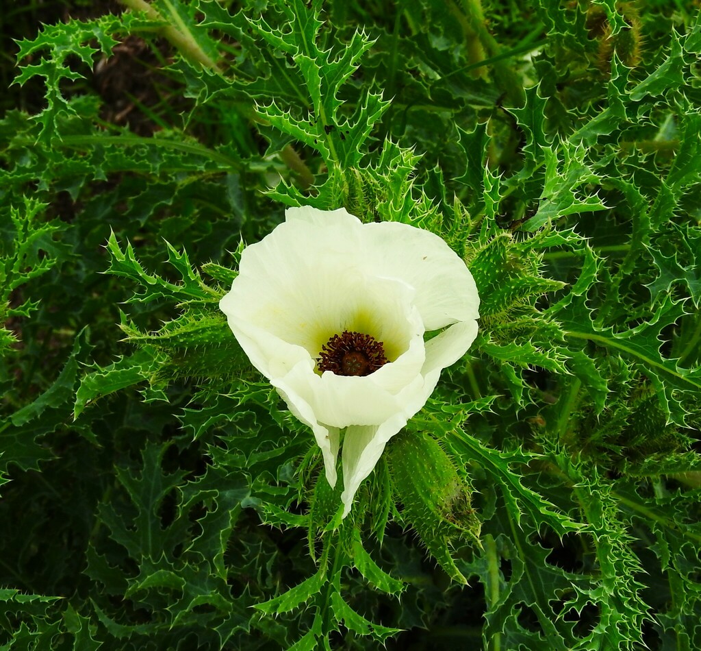 Chicalote Poppy from 75180 Aljojuca, Puebla, Mexico on May 30, 2023 at ...