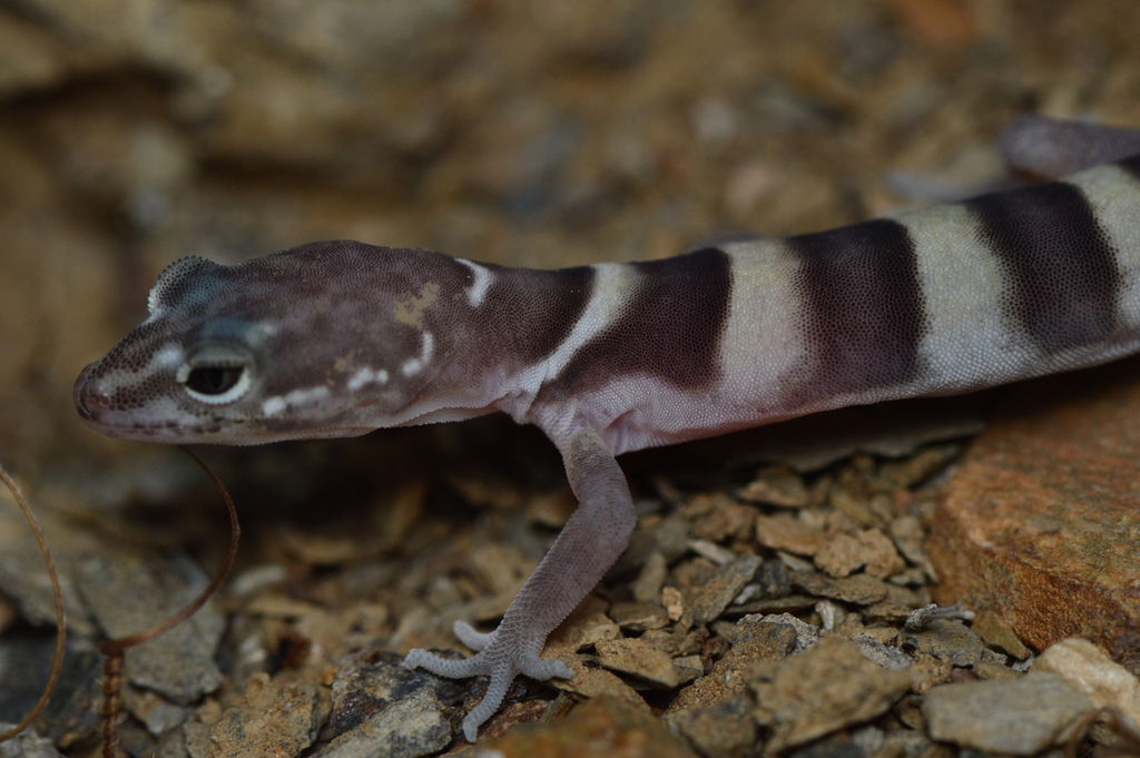 Western Banded Gecko from Kern County, CA, USA on June 3, 2023 at 09:25 ...