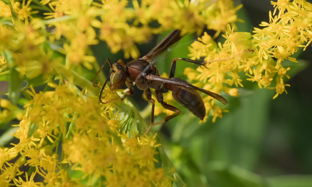Typical Paper Wasps from Oktibbeha County, MS, USA on October 10, 2018 ...