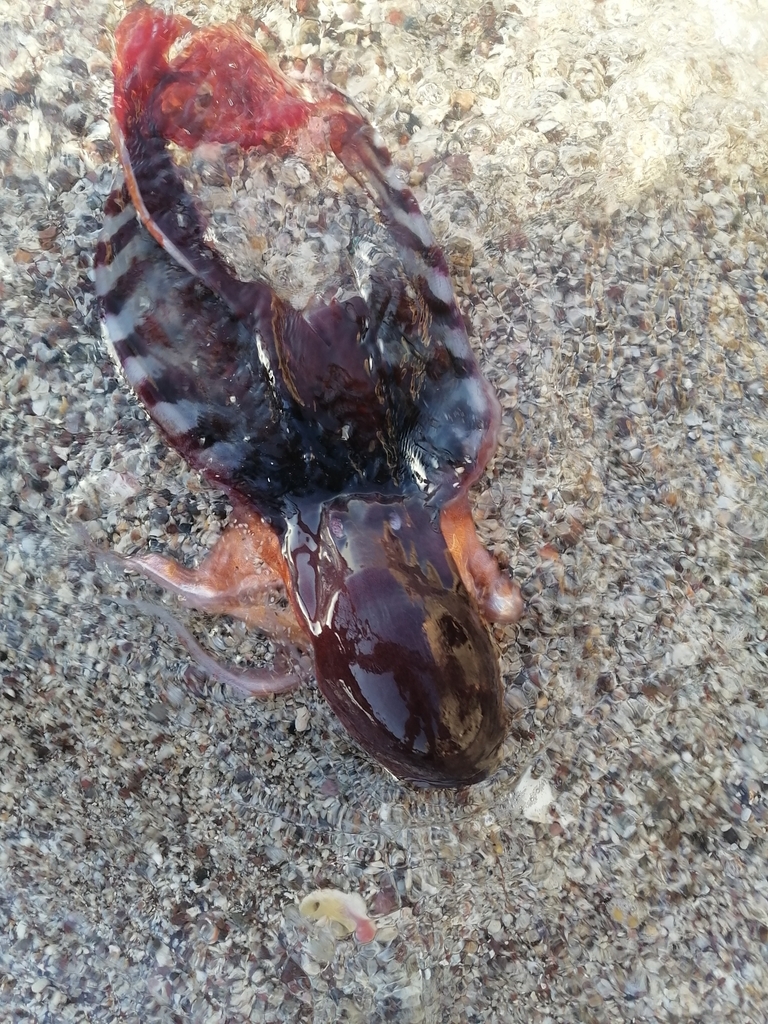 Indo-Pacific Violet Blanket Octopus from 23019 B.C.S., México on June 4 ...