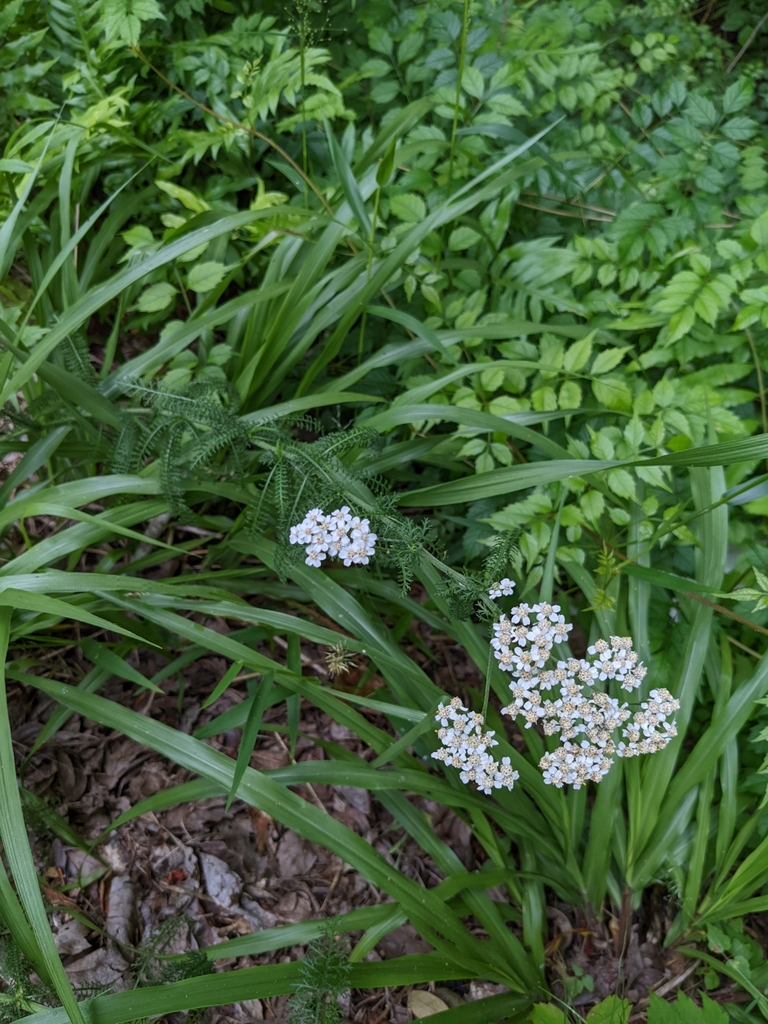 common yarrow from Marlboro County, US-SC, US on June 5, 2023 at 11:30 ...