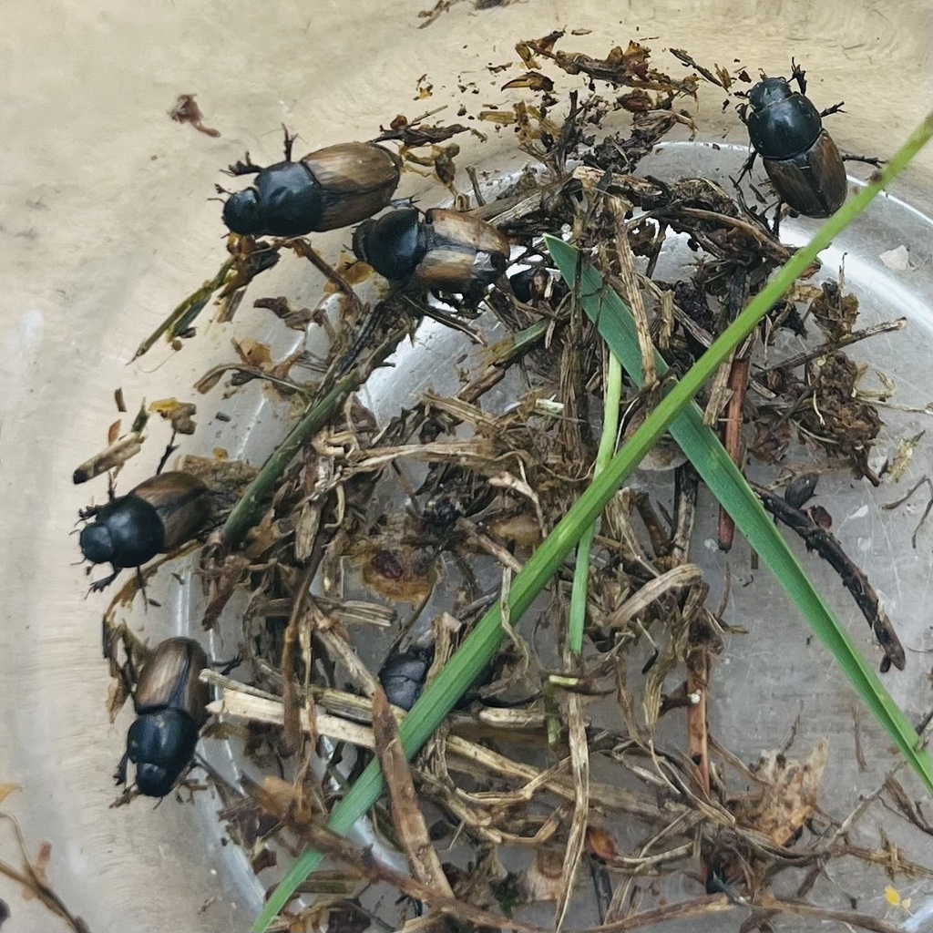 Colobopterus erraticus from Big Quill No. 308, SK, CA on June 1, 2023 ...