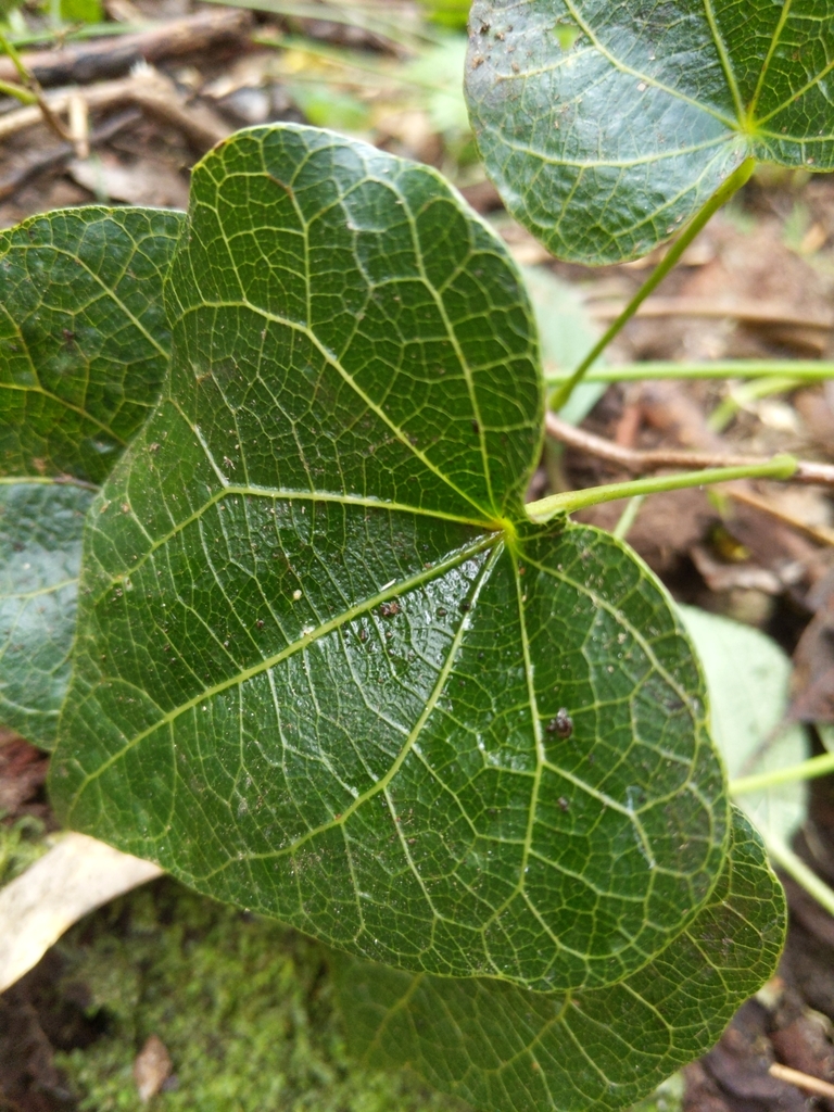 pearl vine from Denistone NSW 2114, Australia on June 6, 2023 at 12:30 ...