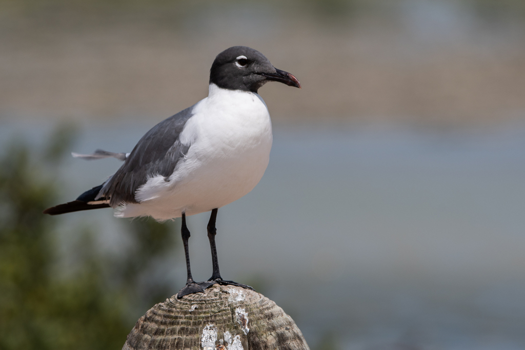 Laughing Gull from Cameron County, TX, USA on May 22, 2023 at 01:07 PM ...