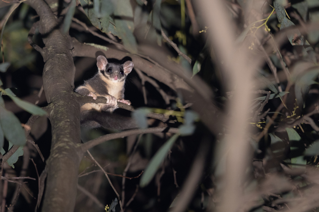 Leadbeater's Possum in May 2021 by Jono Dashper · iNaturalist