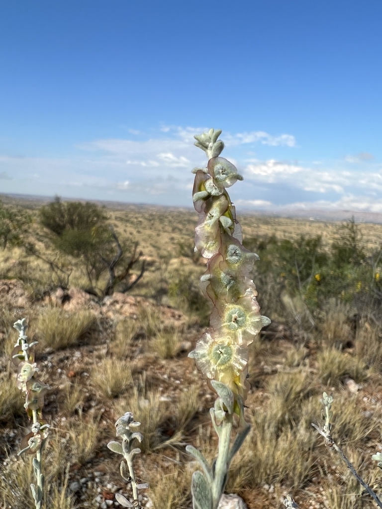 Bluebush from Larapinta, NT, AU on June 4, 2023 at 02:39 PM by RedSand ...