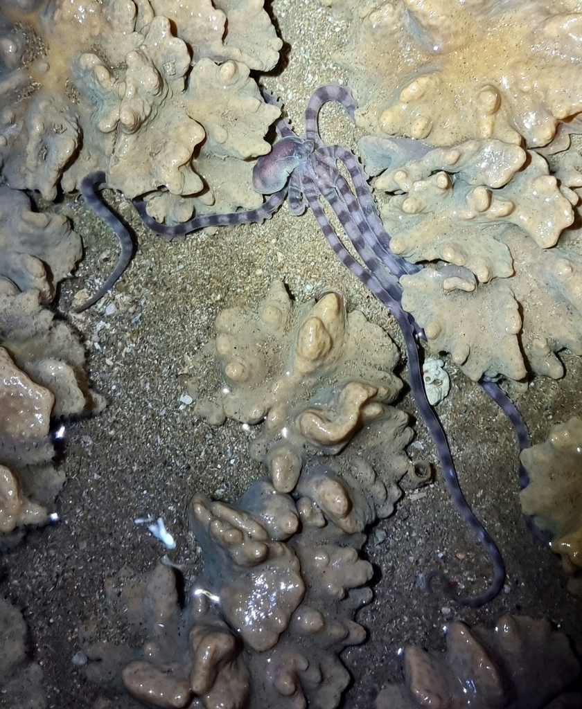 Banded Stringarm Octopus from Port Hedland, WA, Australia on June 6 ...