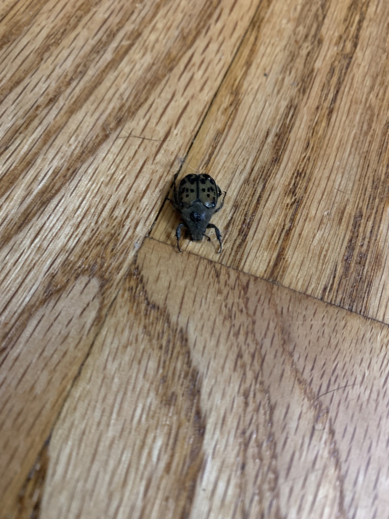 Maculated Scarab from Dorothy Dr, Torrington, CT, US on June 6, 2023 at ...