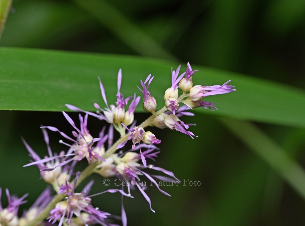 Tall false-buck's-beard from 牟平区, 烟台市, 山东省, CN on June 6, 2023 at 12:46 ...