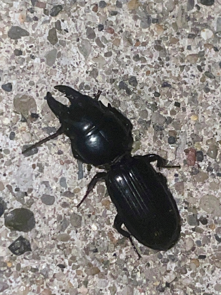 Big-headed Ground Beetle from E Huron River Dr, Flat Rock, MI, US on ...