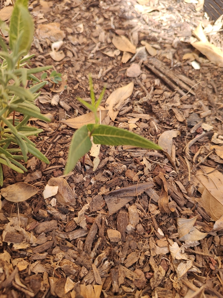 southwestern pipevine from Pima County, US-AZ, US on June 6, 2023 at 09 ...