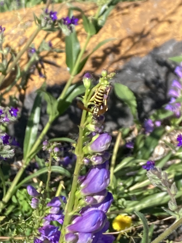 European Paper Wasp from Spokane River, Spokane, WA, US on June 6, 2023 ...