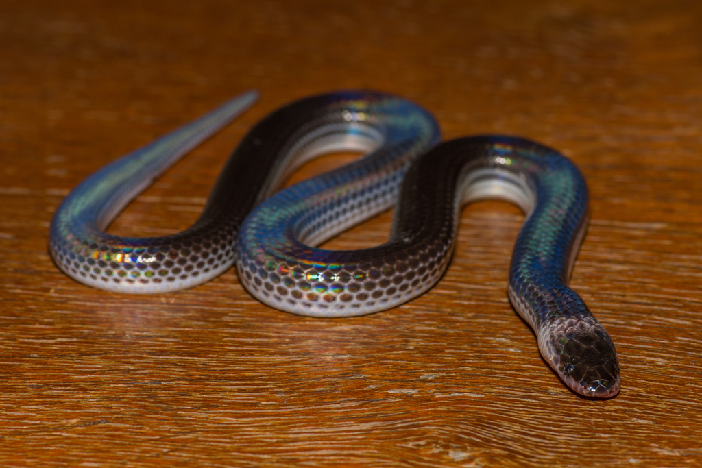 Asian Sunbeam Snake from Salaya, Phutthamonthon District, Nakhon Pathom, Thailand on September 3 ...