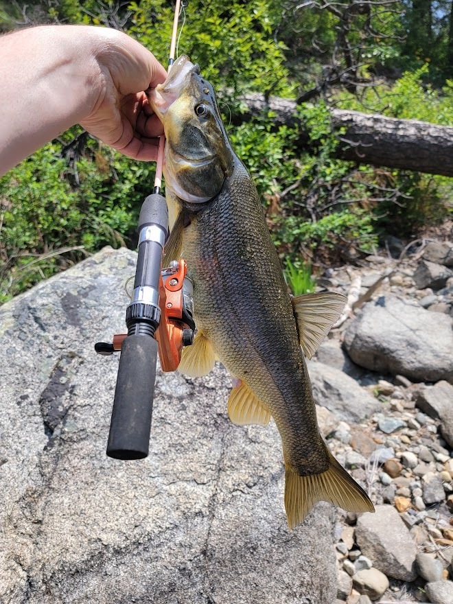 Northern Pikeminnow from Kootenai County, ID, USA on May 20, 2023 at 09 ...