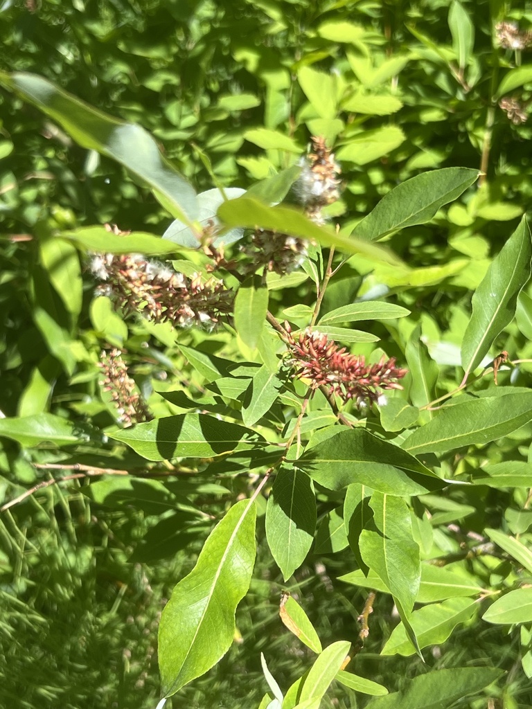 mackenzie's willow from Ryan Creek Rd, Squamish-Lillooet, BC, CA on ...
