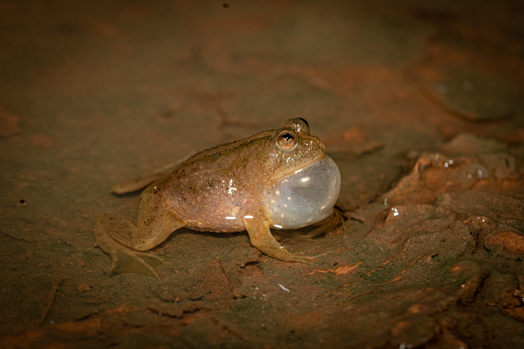 Green Puddle Frog from ตำบล คลองตะเกรา อำเภอท่าตะเกียบ ฉะเชิงเทรา 24160 ...