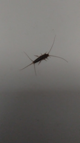 Observations by vvildlife · iNaturalist