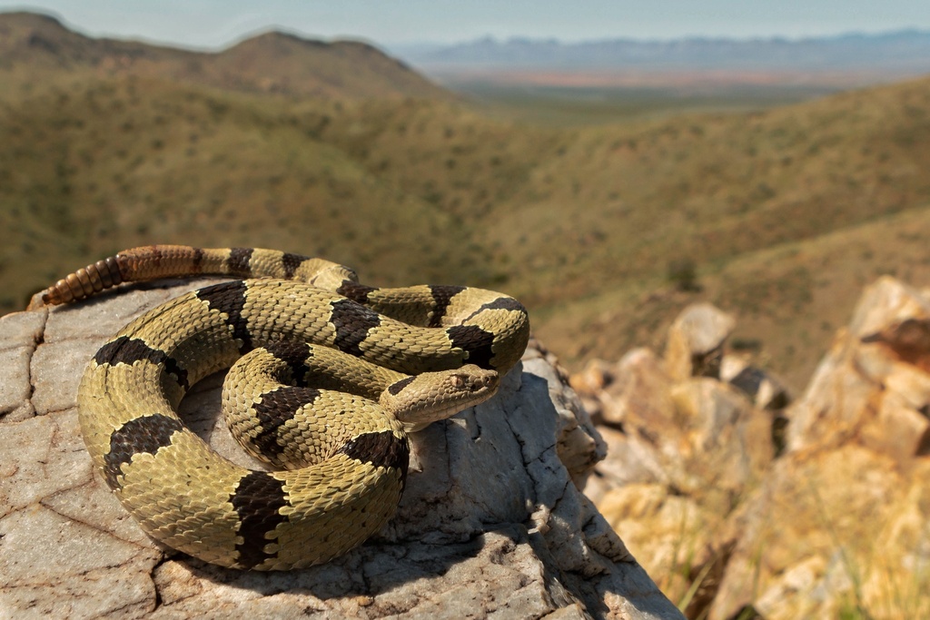Banded Rock Rattlesnake in August 2019 by Stephen Szymczyk · iNaturalist