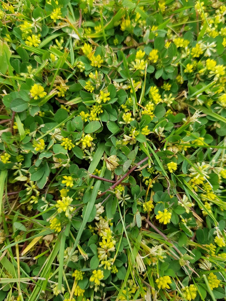 Lesser hop trefoil from North Somerset, England, GB on June 6, 2023 at ...
