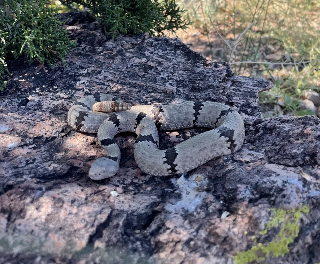 Banded Rock Rattlesnake in September 2022 by Stephen Szymczyk · iNaturalist
