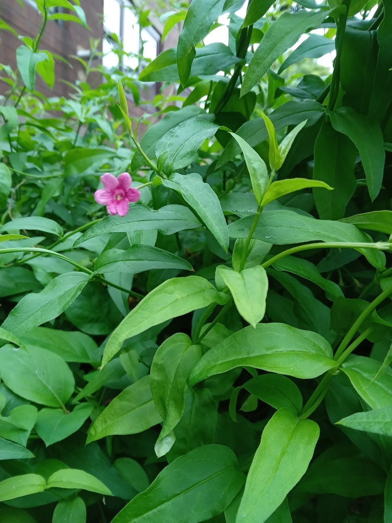 Red Jasmine from London E2, UK on June 5, 2023 at 10:10 AM by Melanie ...