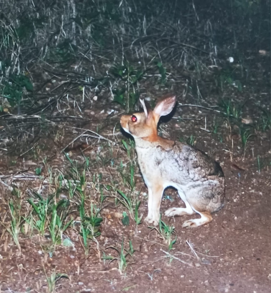 Mexican Cottontail from La Huerta, JAL, MX on April 6, 2000 at 12:32 PM ...