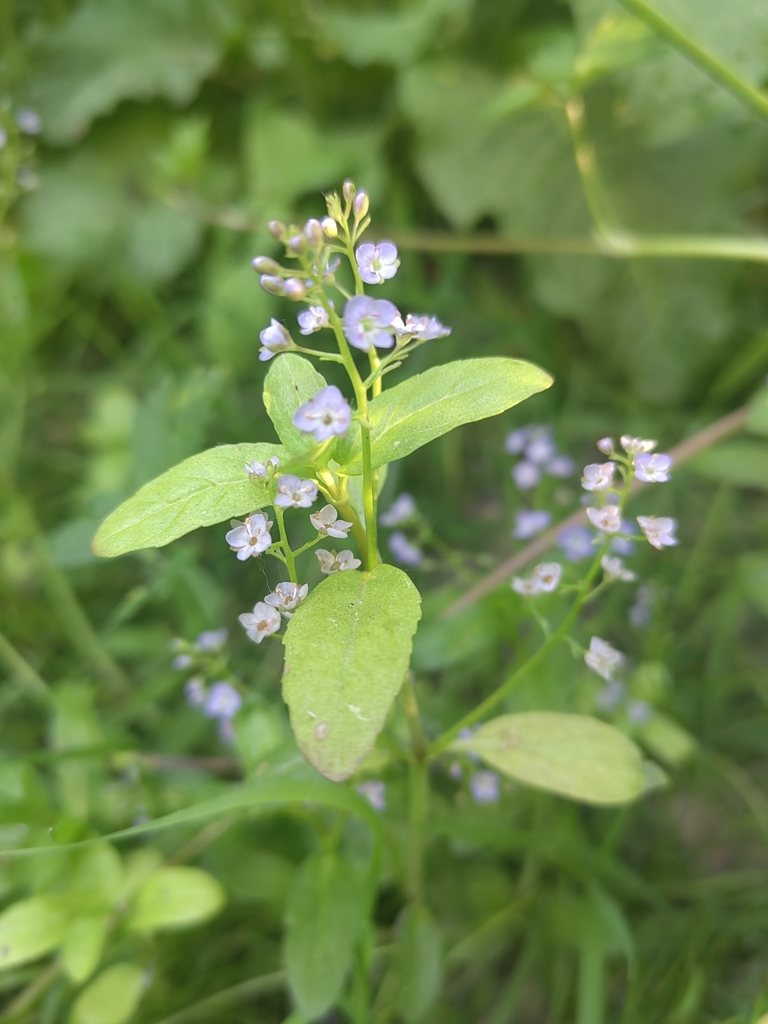 Brooklime from Ежи Гедройца, Минск, Беларусь on June 6, 2023 at 07:53 PM by Roman Shashko ...