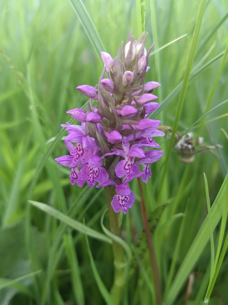 Broad-leaved Marsh Orchid from Международный университет, Минск, Беларусь on June 6, 2023 at 08: ...