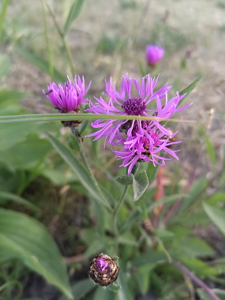 Brown Knapweed from Московский район, Минск, Беларусь on June 6, 2023 at 09:12 PM by Roman ...