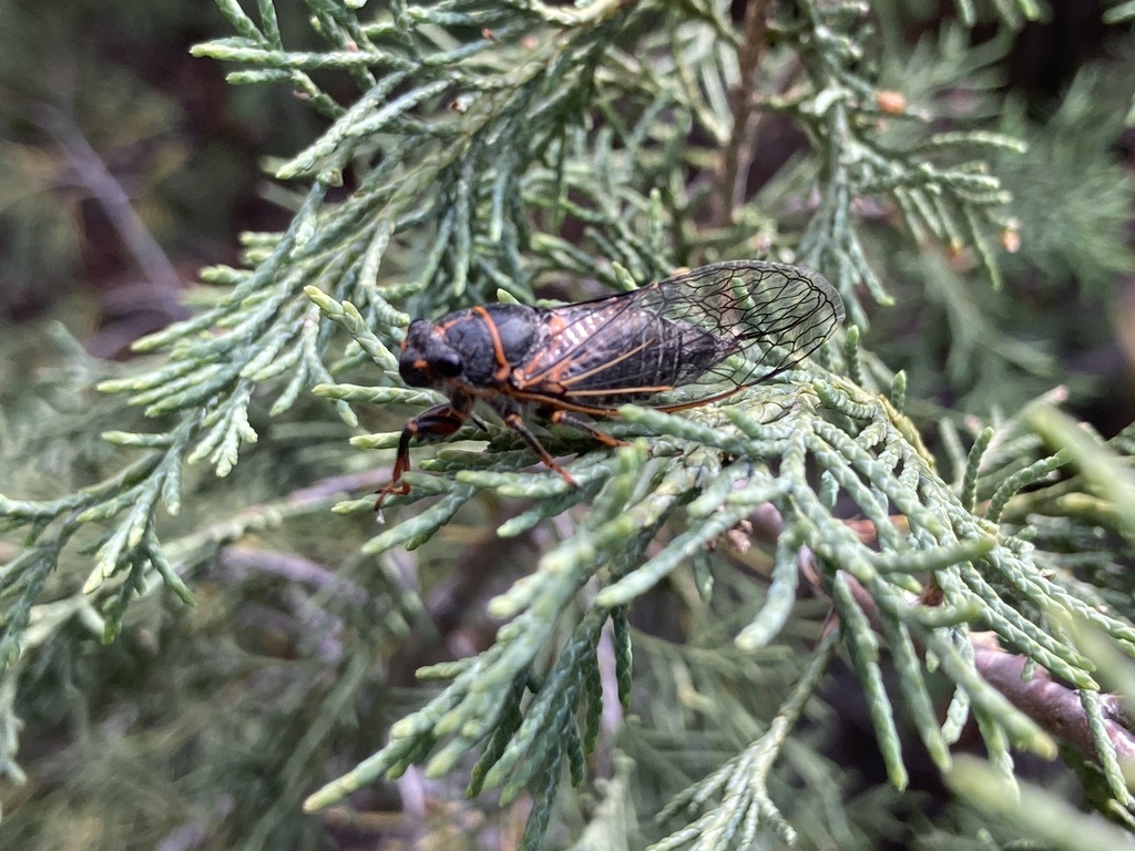 Wing-tapping Cicadas from Cibola National Forest, Tijeras, NM, US on ...