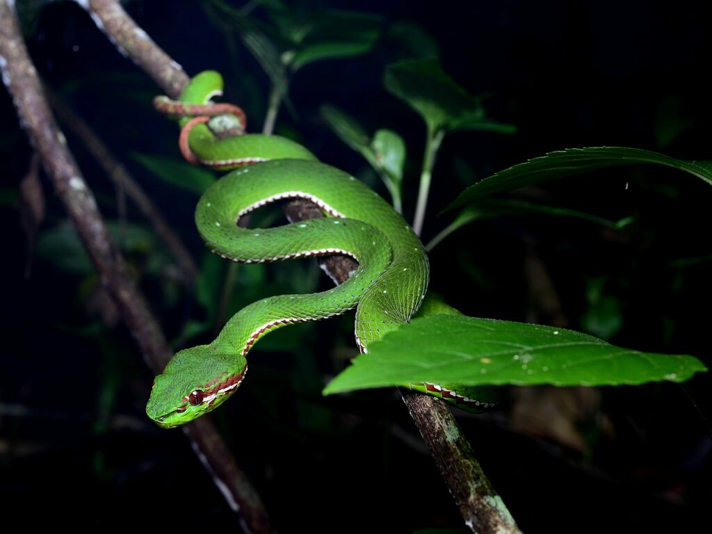 Pope’s Tree Viper from 中国云南省西双版纳傣族自治州勐腊县 on June 1, 2023 at 10:00 PM by ...