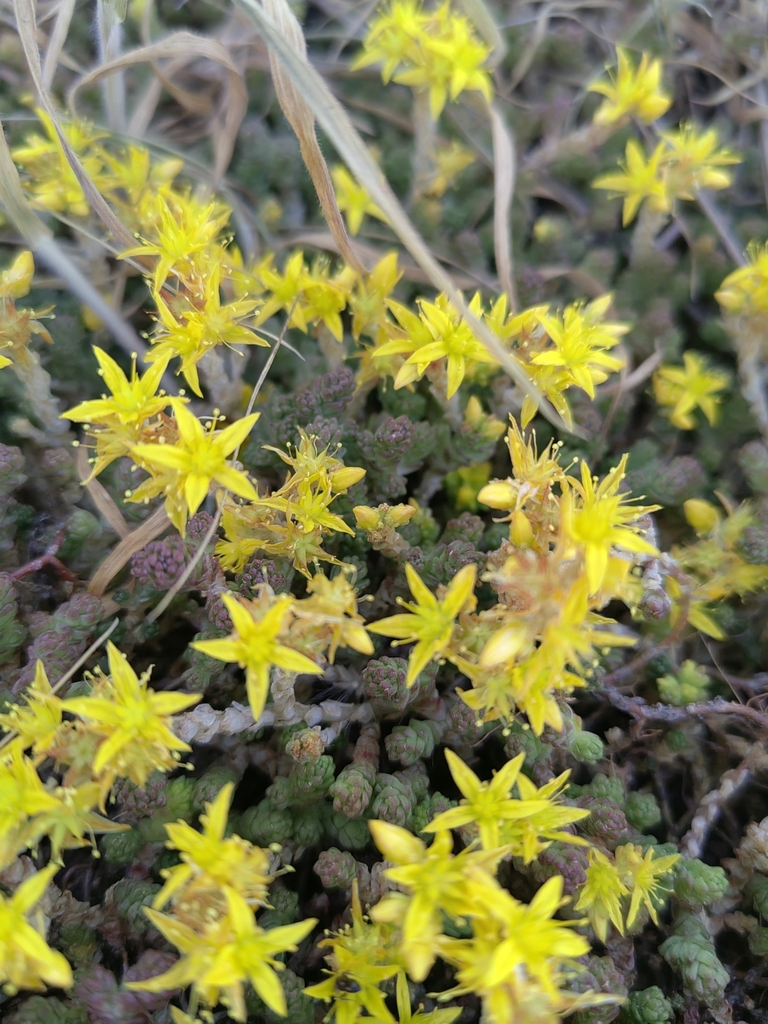 Biting Stonecrop from Брилевичи, Минск, Беларусь on June 6, 2023 at 09:19 PM by Roman Shashko ...