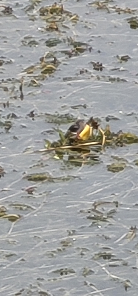 Blanding's Turtle in June 2023 by Dave Odd · iNaturalist