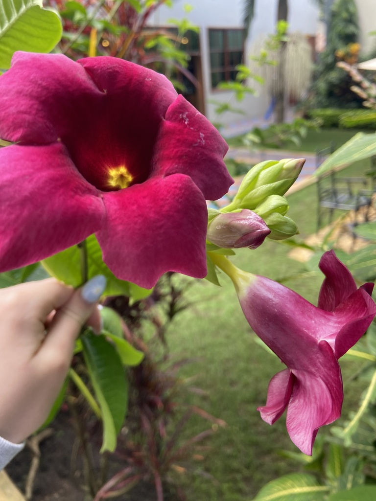 Purple Allamanda from Mila Avenue, Arusha, Arusha Urban, TZ on May 31 ...