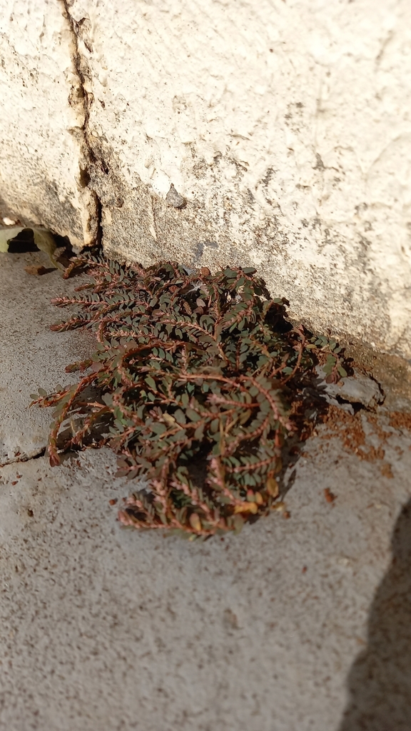 Red Caustic-creeper from Rodoviaria de Realeza - Centro Cívico, Realeza ...
