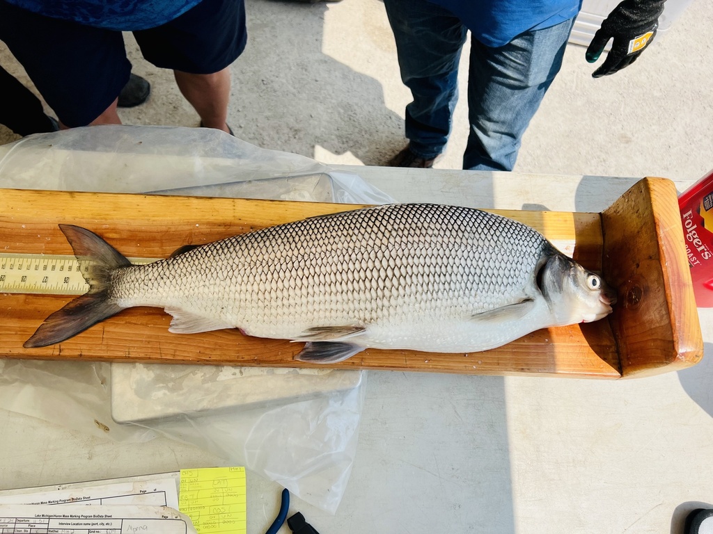 Lake Whitefish from E Main St, Harrisville, MI, US on June 4, 2023 at ...