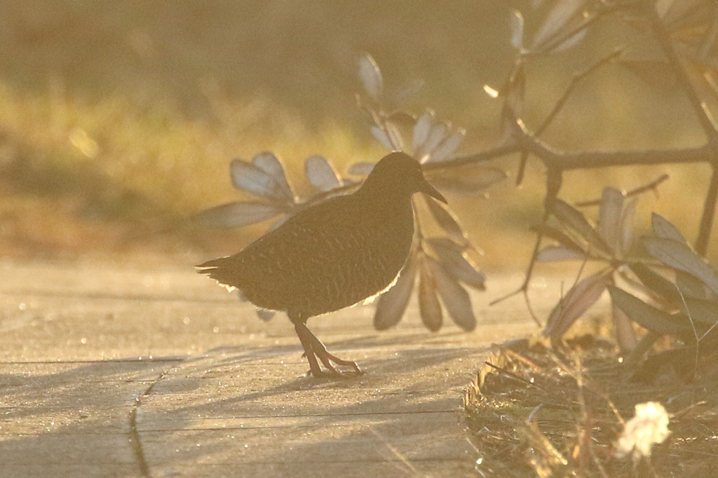 Lewin's Rail from Ocean St, Woolgoolga, NSW, AU on June 3, 2023 at 12: ...