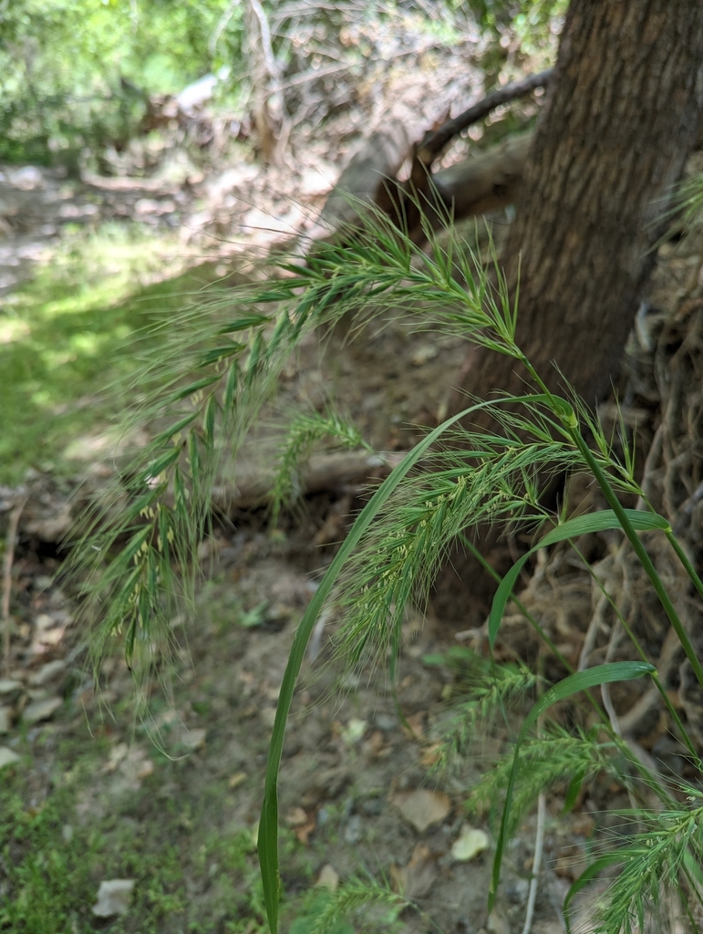 Canada wild rye from Winkelman, AZ 85192, USA on June 6, 2023 at 01:06 ...